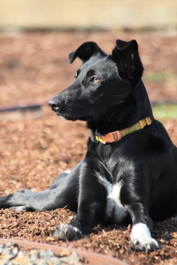 Dog for Adoption - BONNIE, Ukraine rescue,Fun happy girl from Ukraine ...