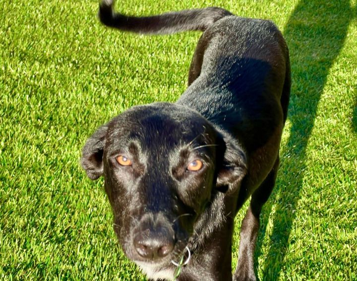 Dog for Adoption - BONNIE, Ukraine rescue,Fun happy girl from Ukraine ...