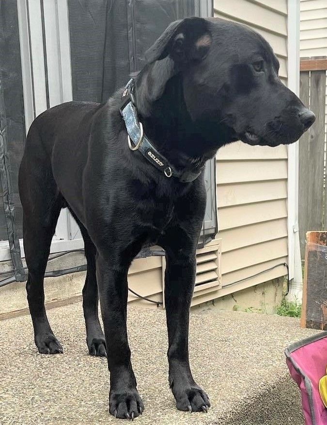 Dog for Adoption - GUNNER - URGENT foster or adopter needed, a Black ...