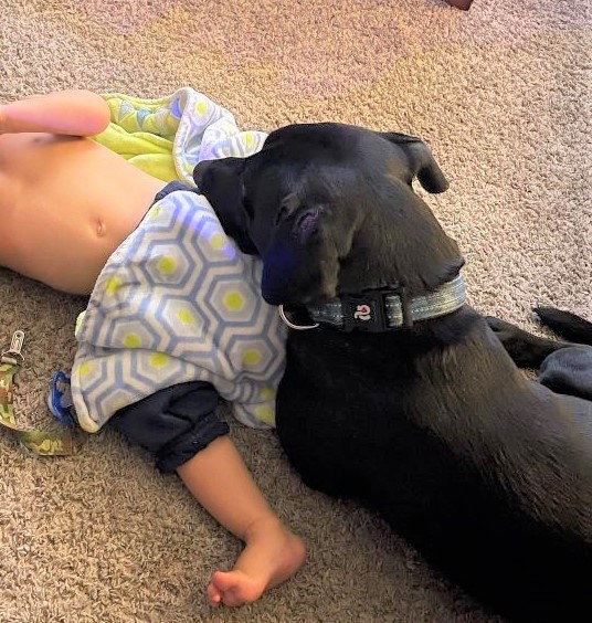 Dog for Adoption - GUNNER - URGENT foster or adopter needed, a Black ...