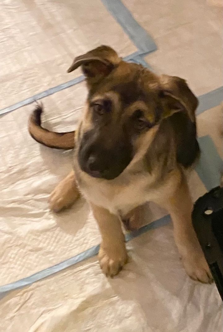Dog for Adoption - HENRY - 14 week old pup, lovely personality, a ...