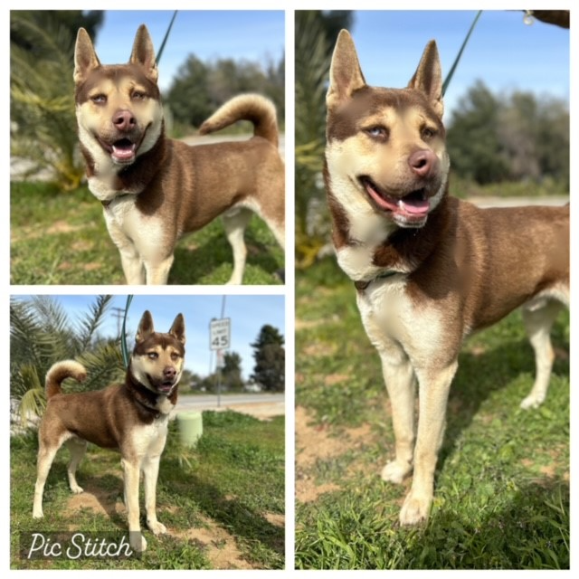 Dog for Adoption - NEWMAN - Loving friendly sweet beauty, a Husky in ...