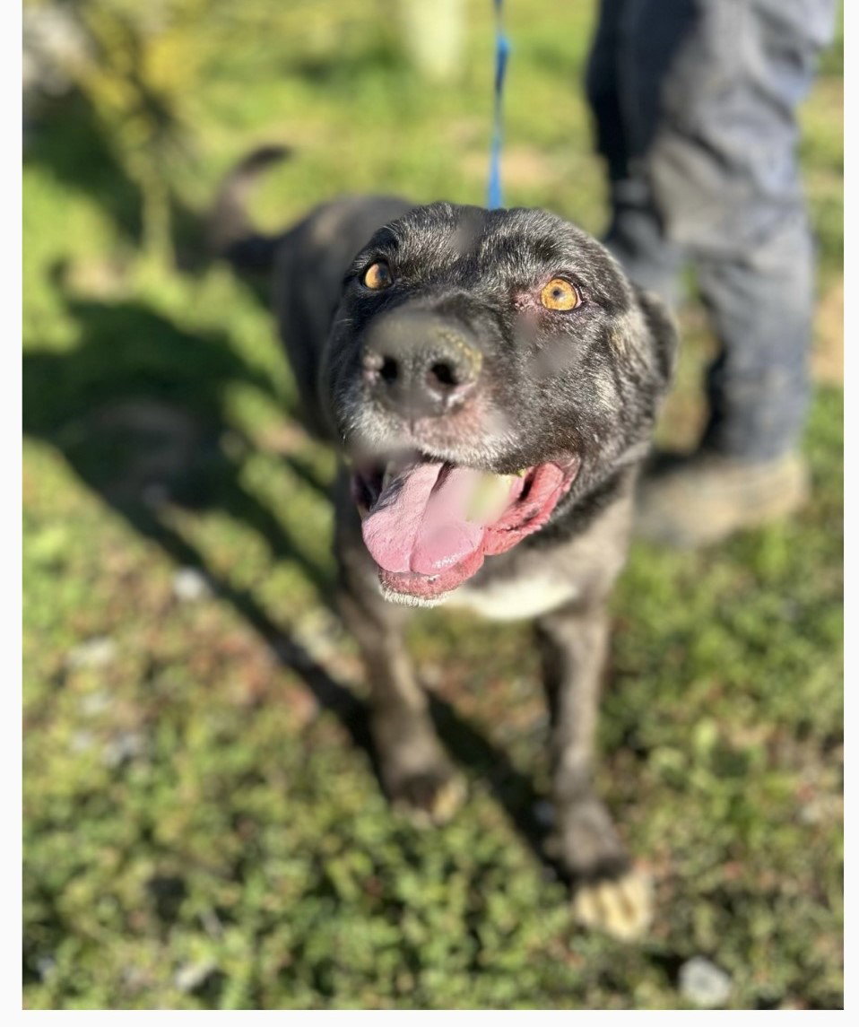 Dog for Adoption - LEVI - loving, easy going friendly, a Labrador ...