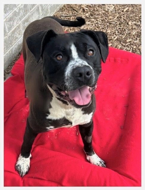 Dog for Adoption - AXLE - Super friendly and social, a American ...