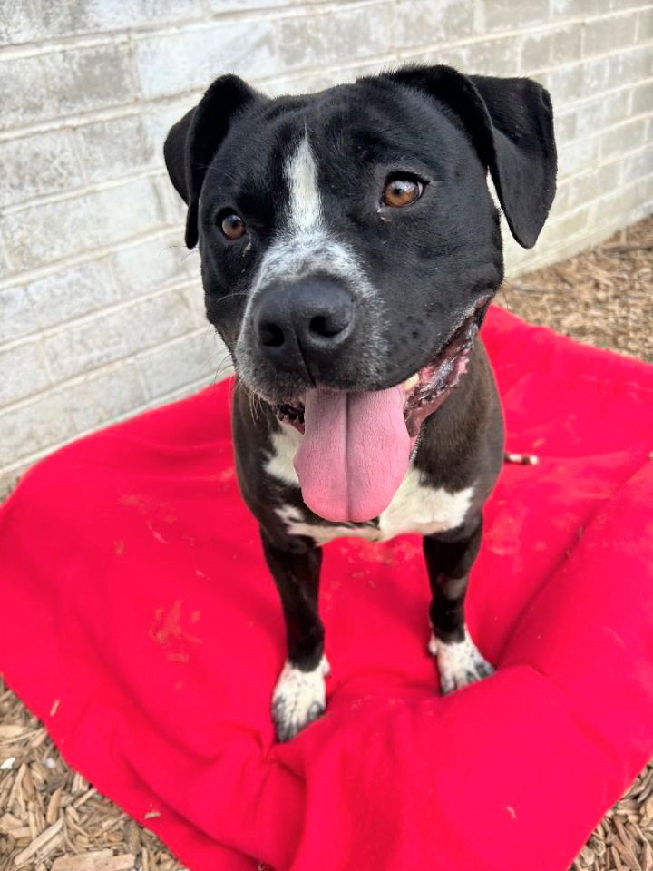 Dog for Adoption - AXLE - Super friendly and social, a American ...