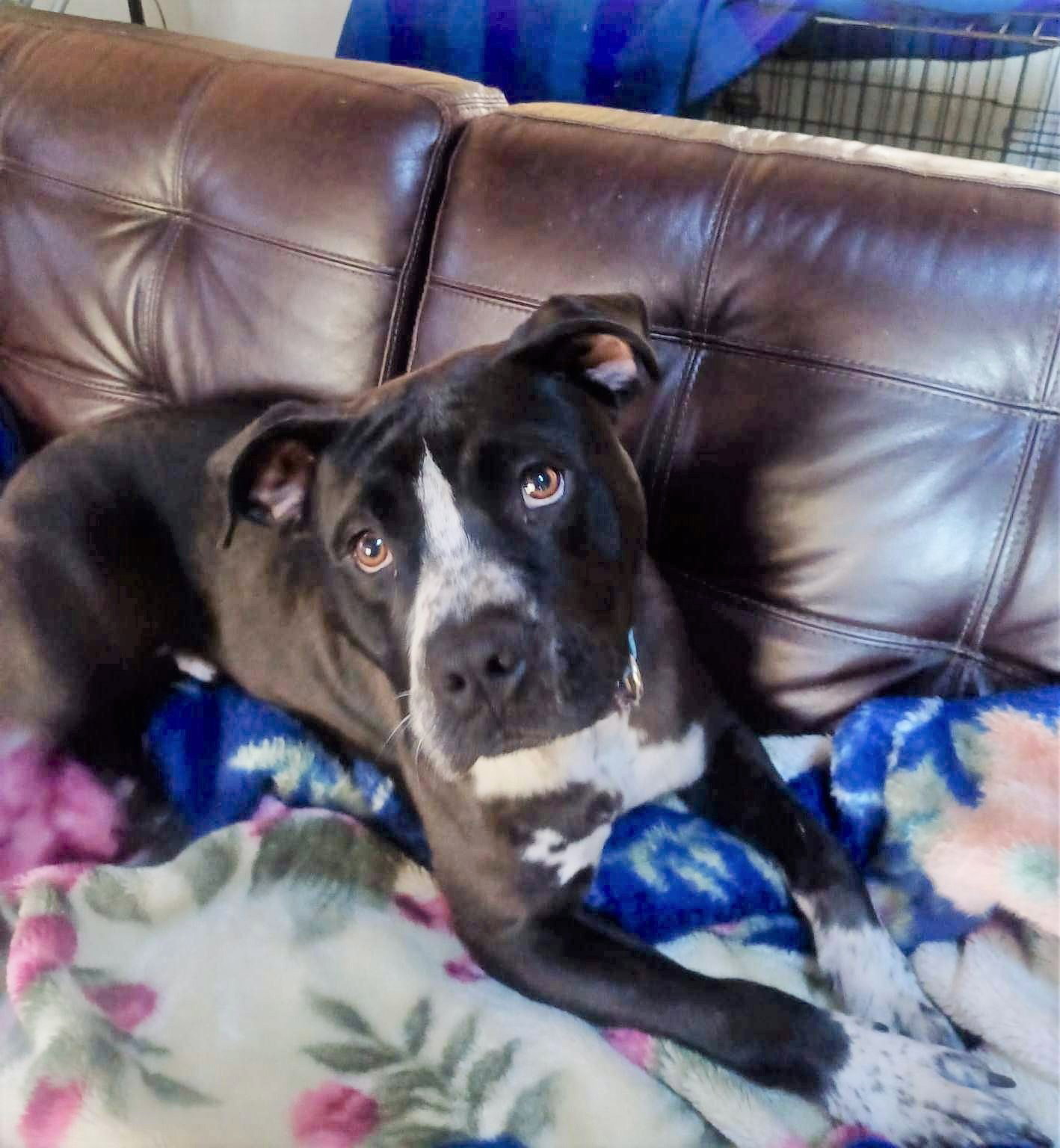 Dog for Adoption - AXLE - Super friendly and social, a American ...