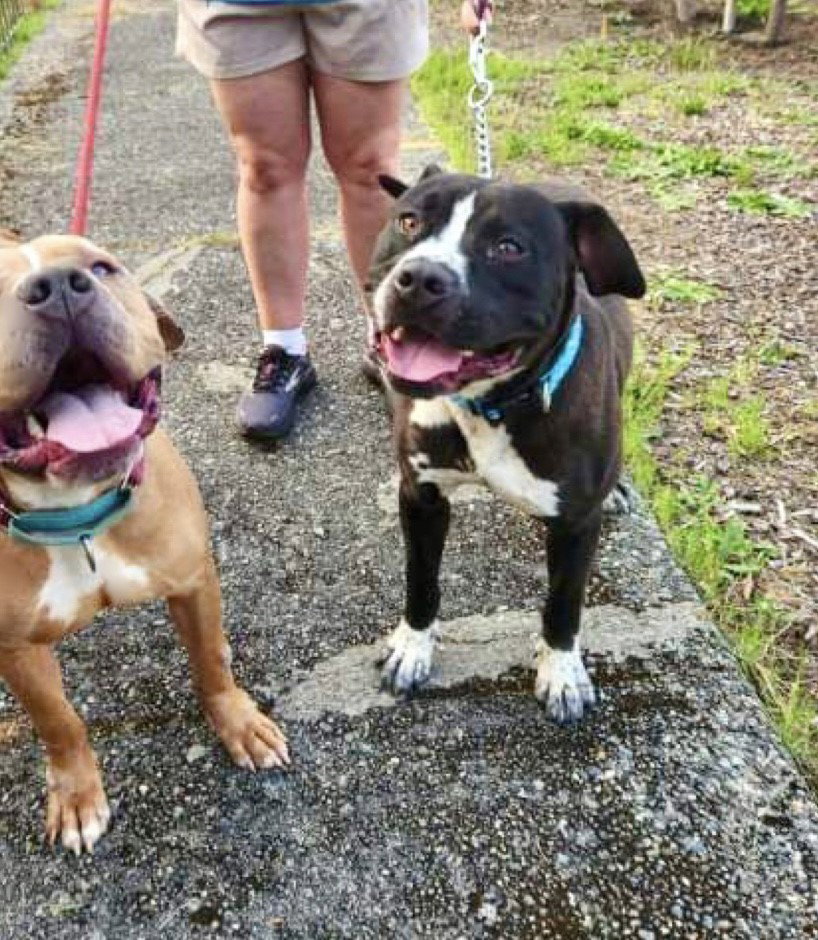 Dog for Adoption - AXLE - Super friendly and social, a American ...