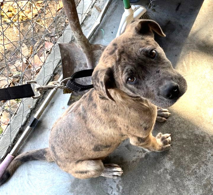 Dog for Adoption - MOONPIE - dog friendly gentle beauty, a Catahoula ...