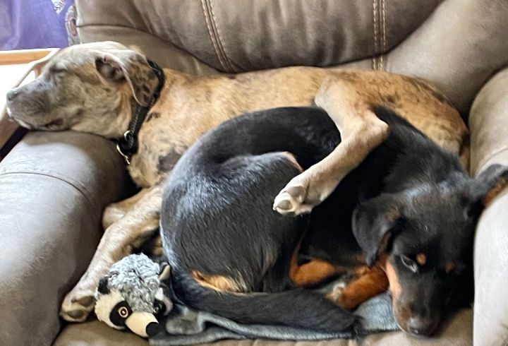 Dog for Adoption - MOONPIE - dog friendly gentle beauty, a Catahoula ...