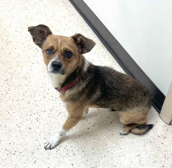 Dog for Adoption - RANDY - kind gentle boy, a Chihuahua in Everett, WA ...
