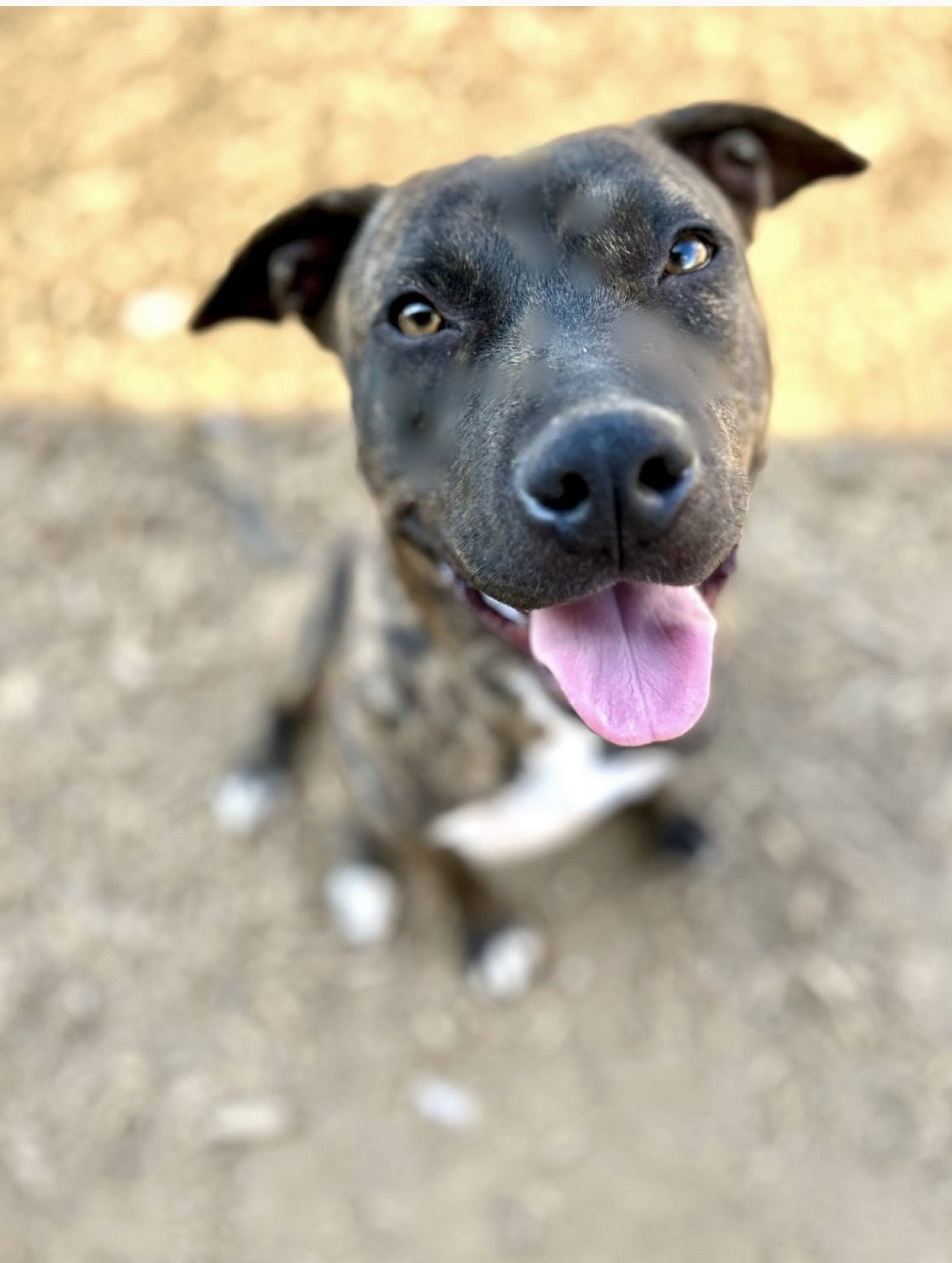 Dog adoption in Seattle, WA 98117: Pit Bull Terrier / Mixed (short coat ...