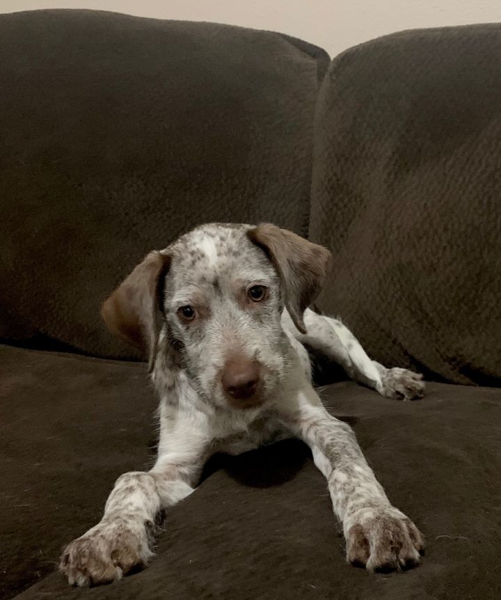 Dog for Adoption - LUCY - smart loving perfect family dog, a German ...