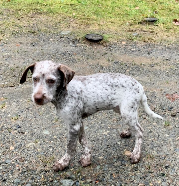Dog for Adoption - LUCY - smart loving perfect family dog, a German ...