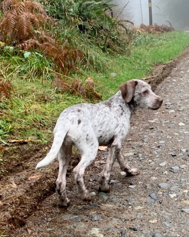 Dog for Adoption - LUCY - smart loving perfect family dog, a German ...