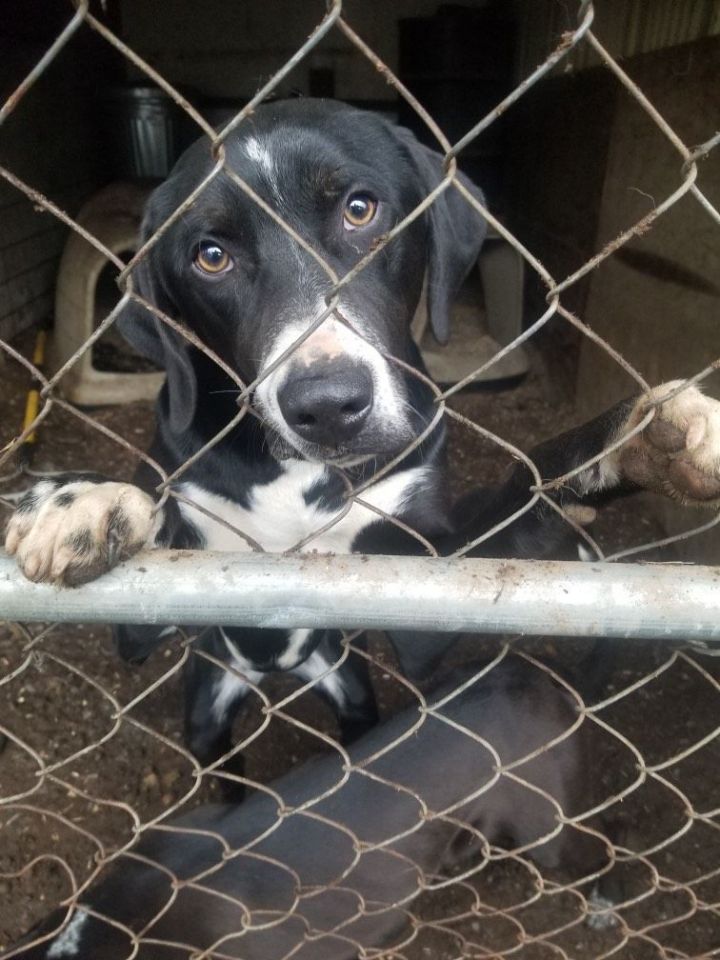 Dog for Adoption - GUS - URGENT - NEEDS A HOME ! ! !, a Australian ...