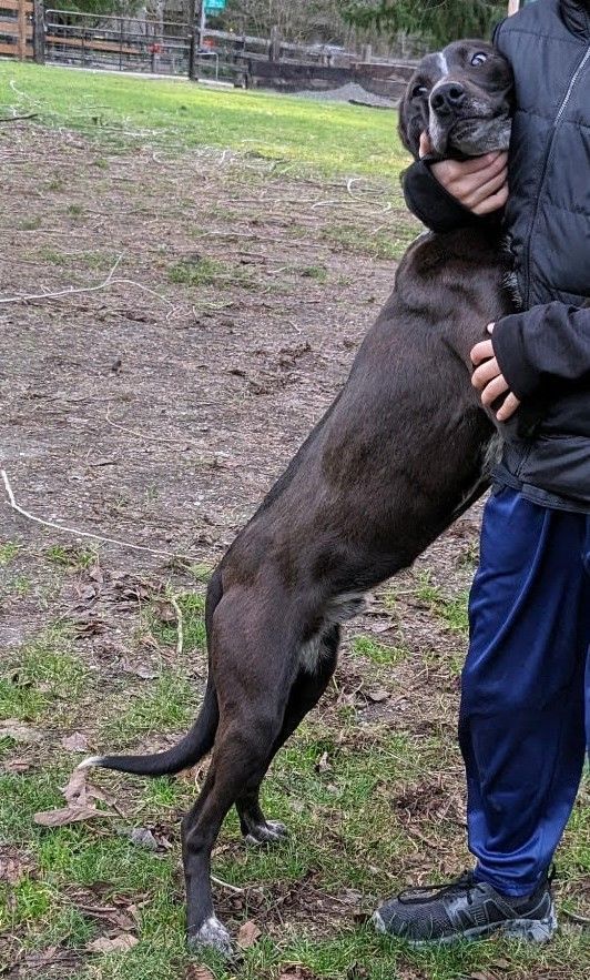 Dog for Adoption - GUS - URGENT - NEEDS A HOME ! ! !, a Australian ...