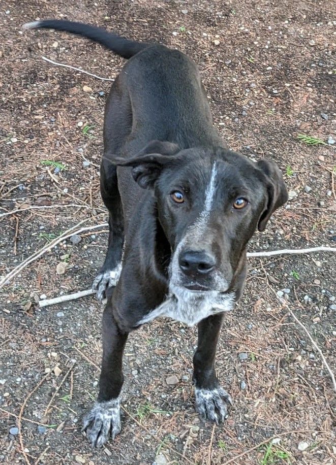 Dog for Adoption - GUS - URGENT - NEEDS A HOME ! ! !, a Australian ...