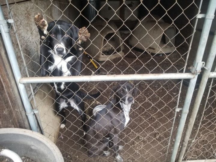 Dog for Adoption - MOLE - URGENT 10 mo. old needs a home!!!!!!, a ...