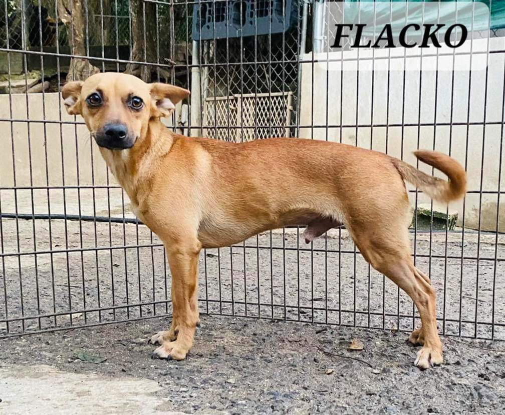 Dog for Adoption - FLACKO - Playful sweet affectionate, a Dachshund in ...