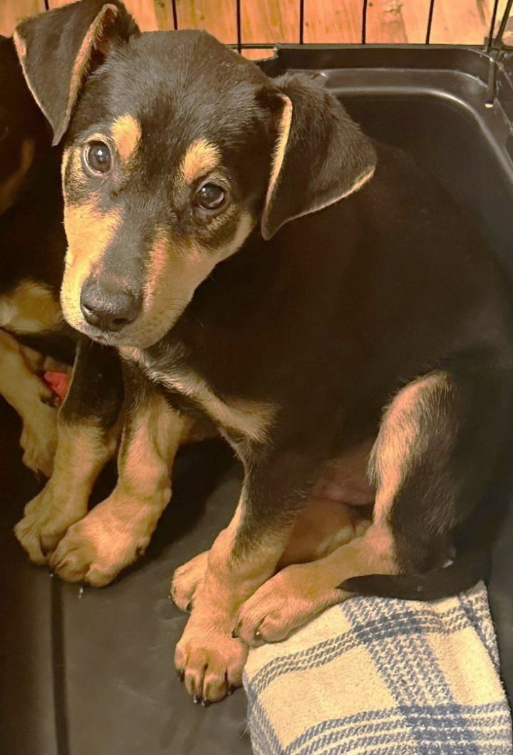 Dog for Adoption - DOBIE LAB 11 WK PUPS, a Doberman Pinscher in Joint ...
