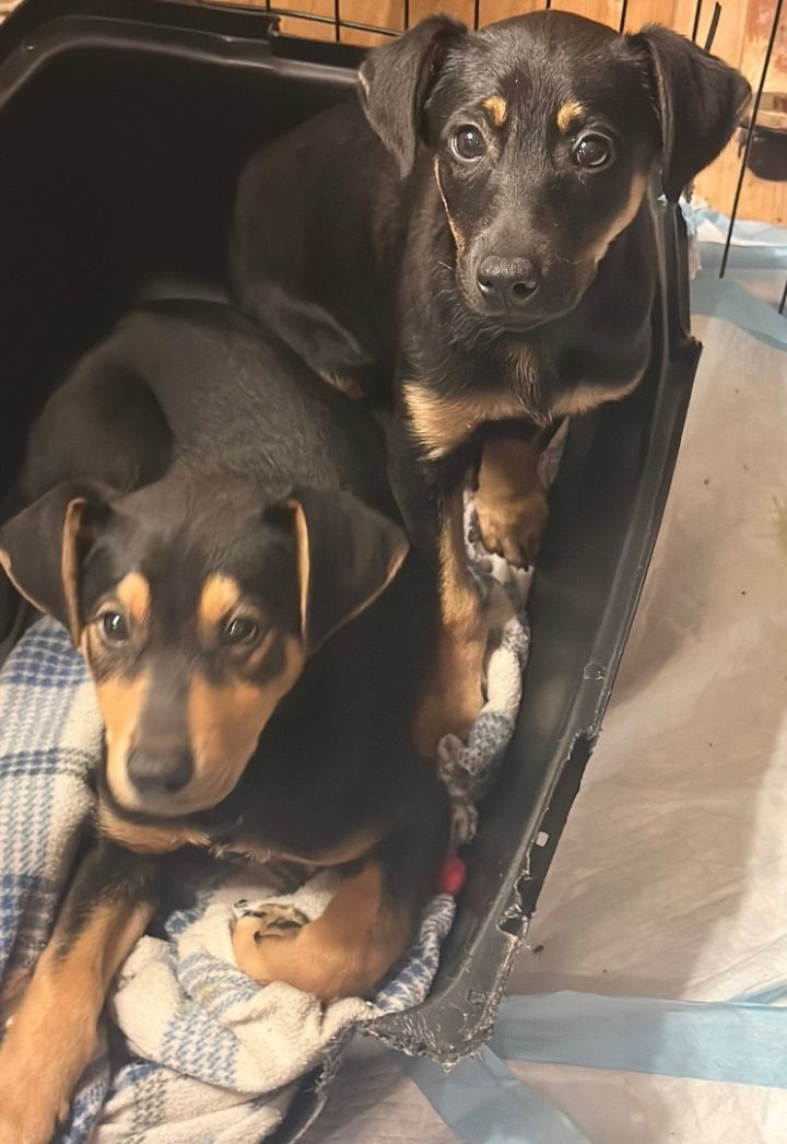 Dog for Adoption - DOBIE LAB 11 WK PUPS, a Doberman Pinscher in Joint ...