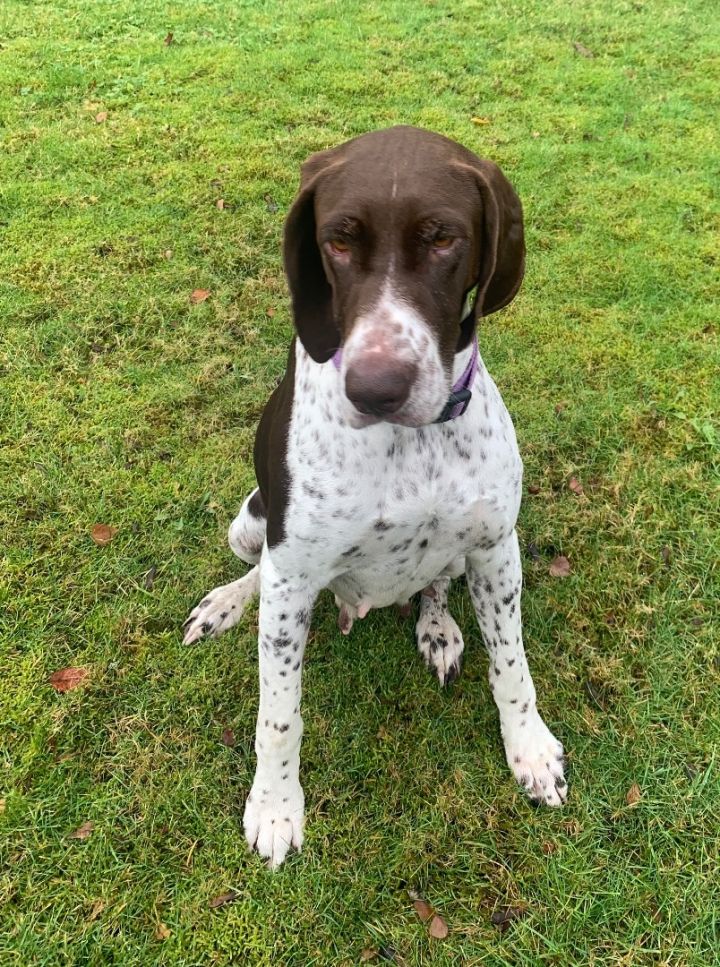 Dog for Adoption - KATE - super friendly easy going beauty, a German ...