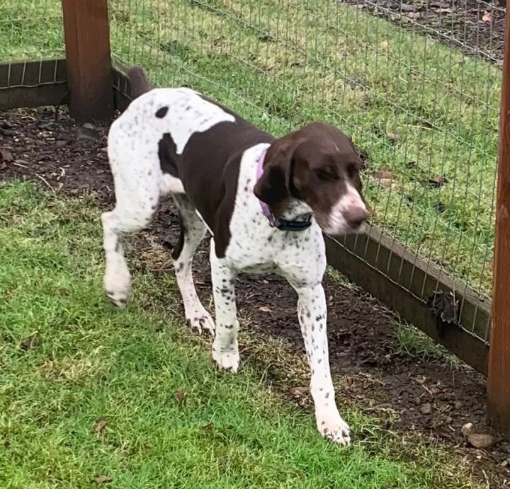 Dog for Adoption - KATE - super friendly easy going beauty, a German ...