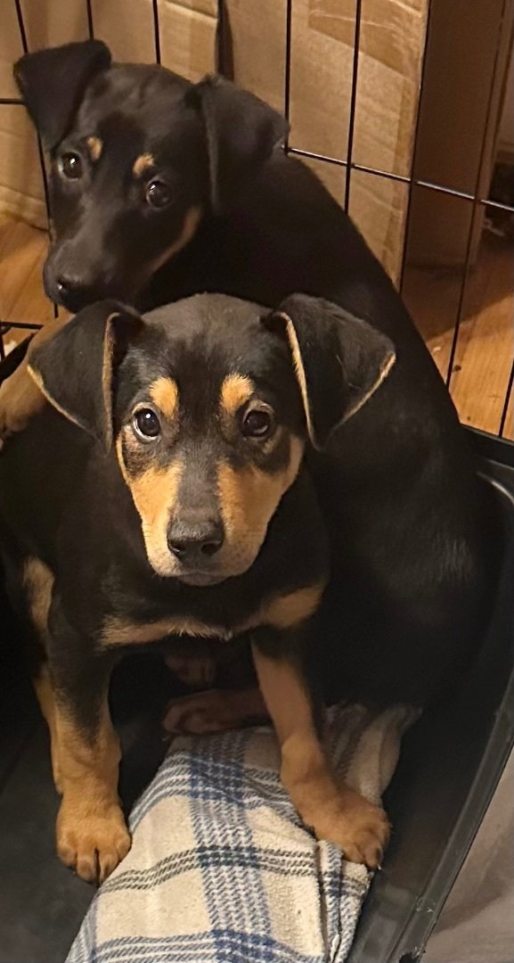 Dog for Adoption - EMERSON - 14 wk.old gentle sweet dog cat friendly, a ...
