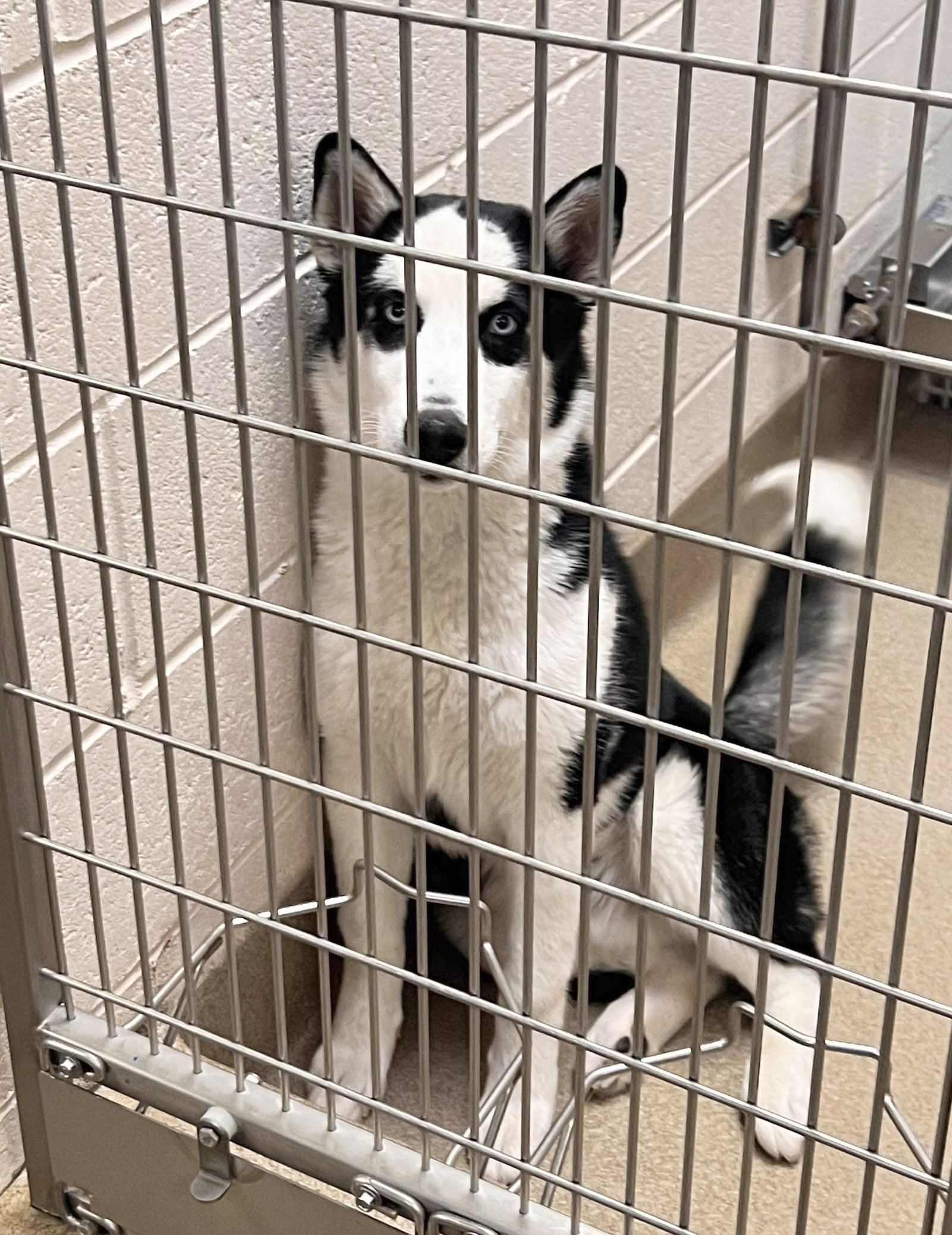 Dog for Adoption - URGENT-Nds foster, 11th hr. shelter rescue, a ...