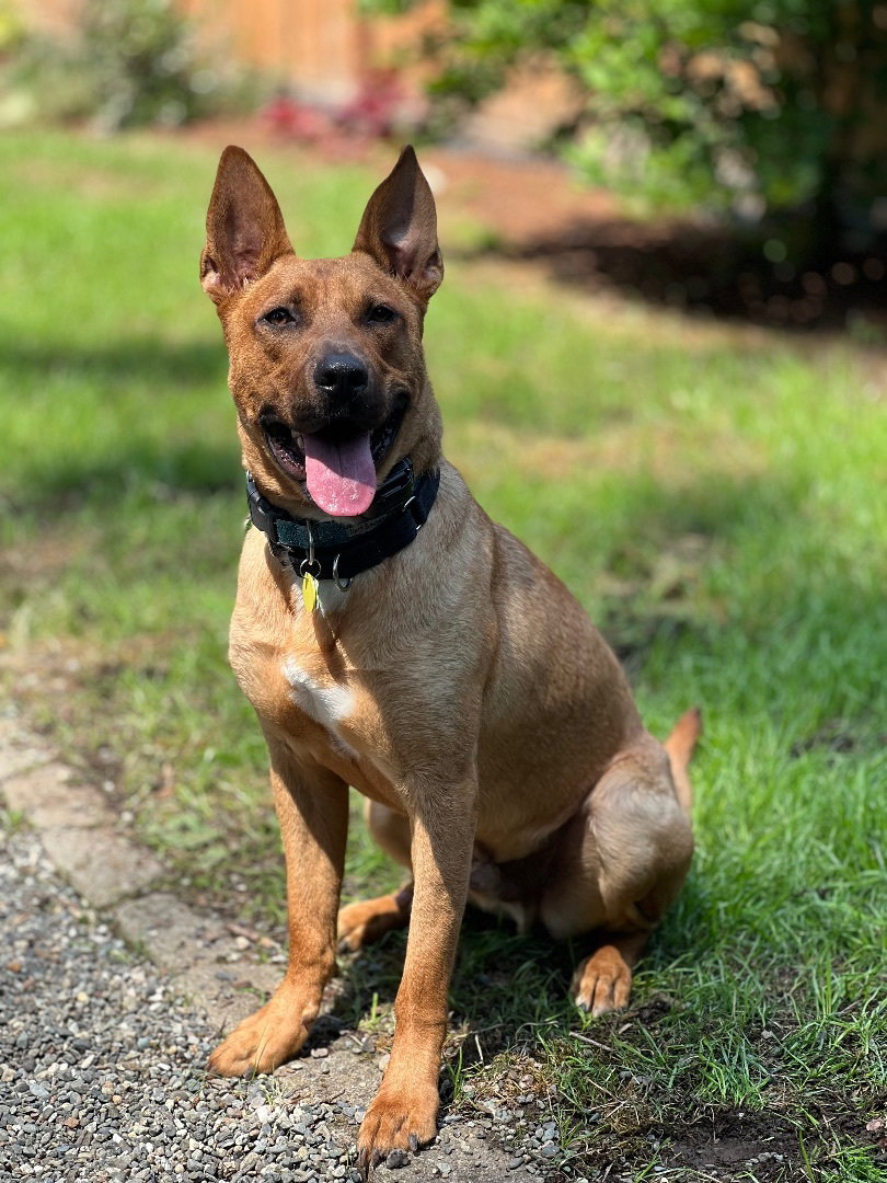 Dog for Adoption - BRODY - outgoing friendly boy, a Shepherd in Big ...