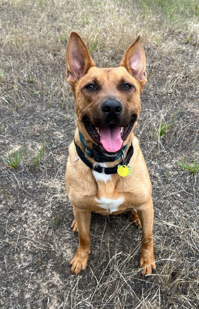 Dog for Adoption - BRODY - outgoing friendly boy, a Shepherd in ...