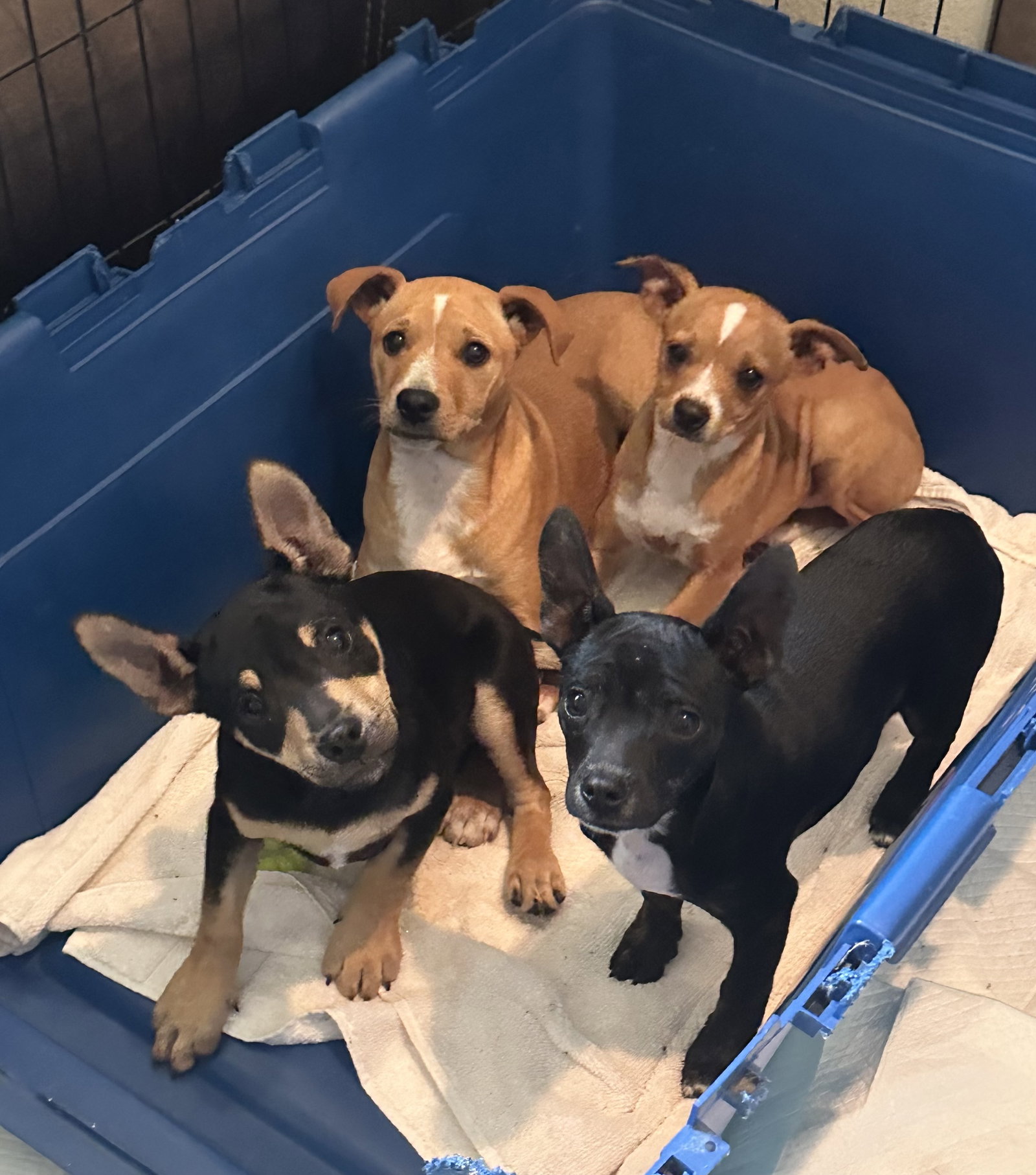 Dog for Adoption - ASTRID - 4 mo. 9 lb. friendly social pup, a ...