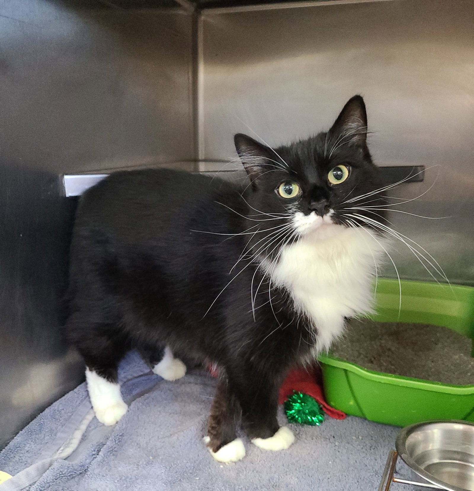 Cats for Adoption in West Gate, Virginia | Alpha Paw