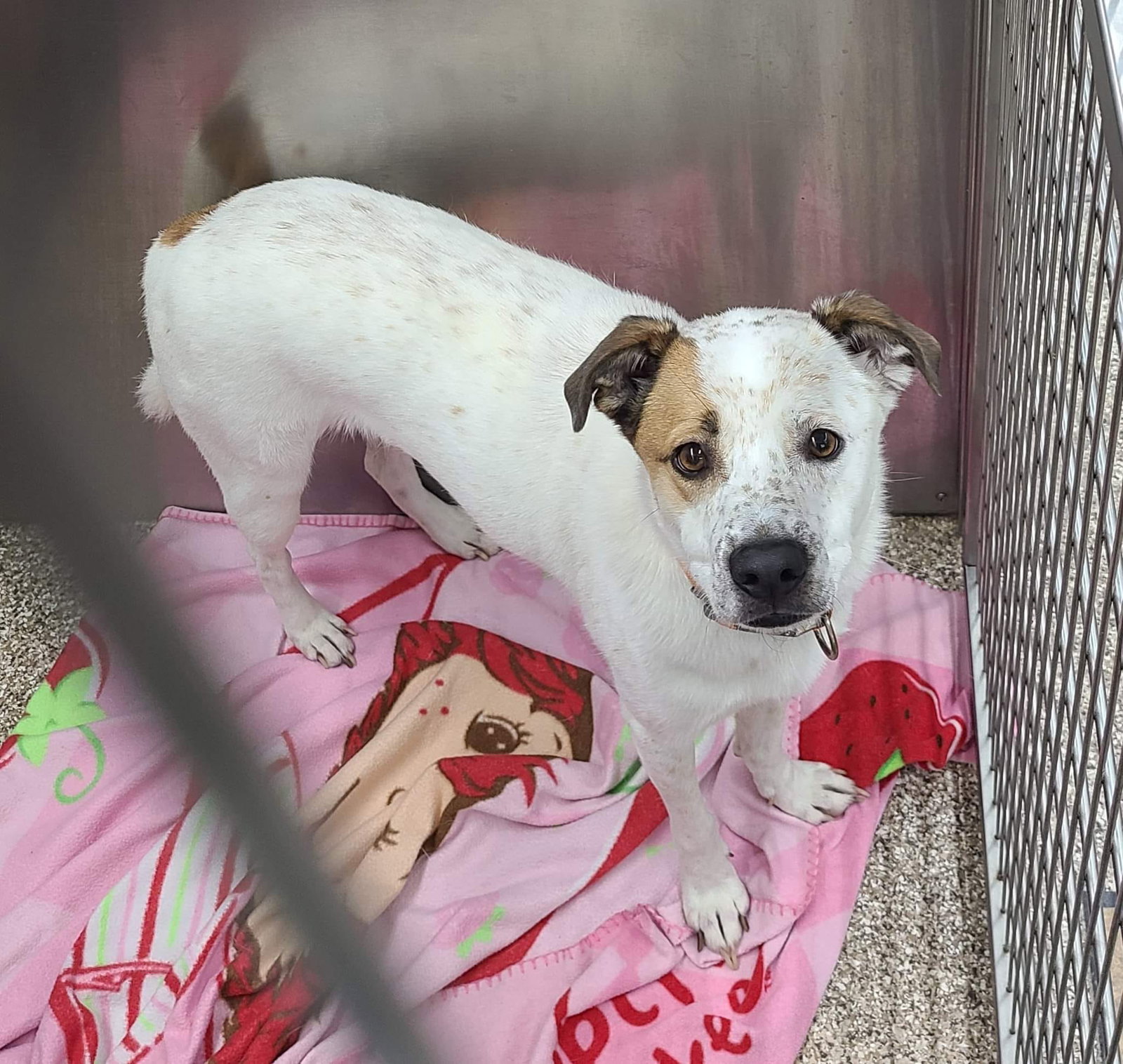 Dog for Adoption - Olaf, a Australian Cattle Dog/Blue Heeler in ...