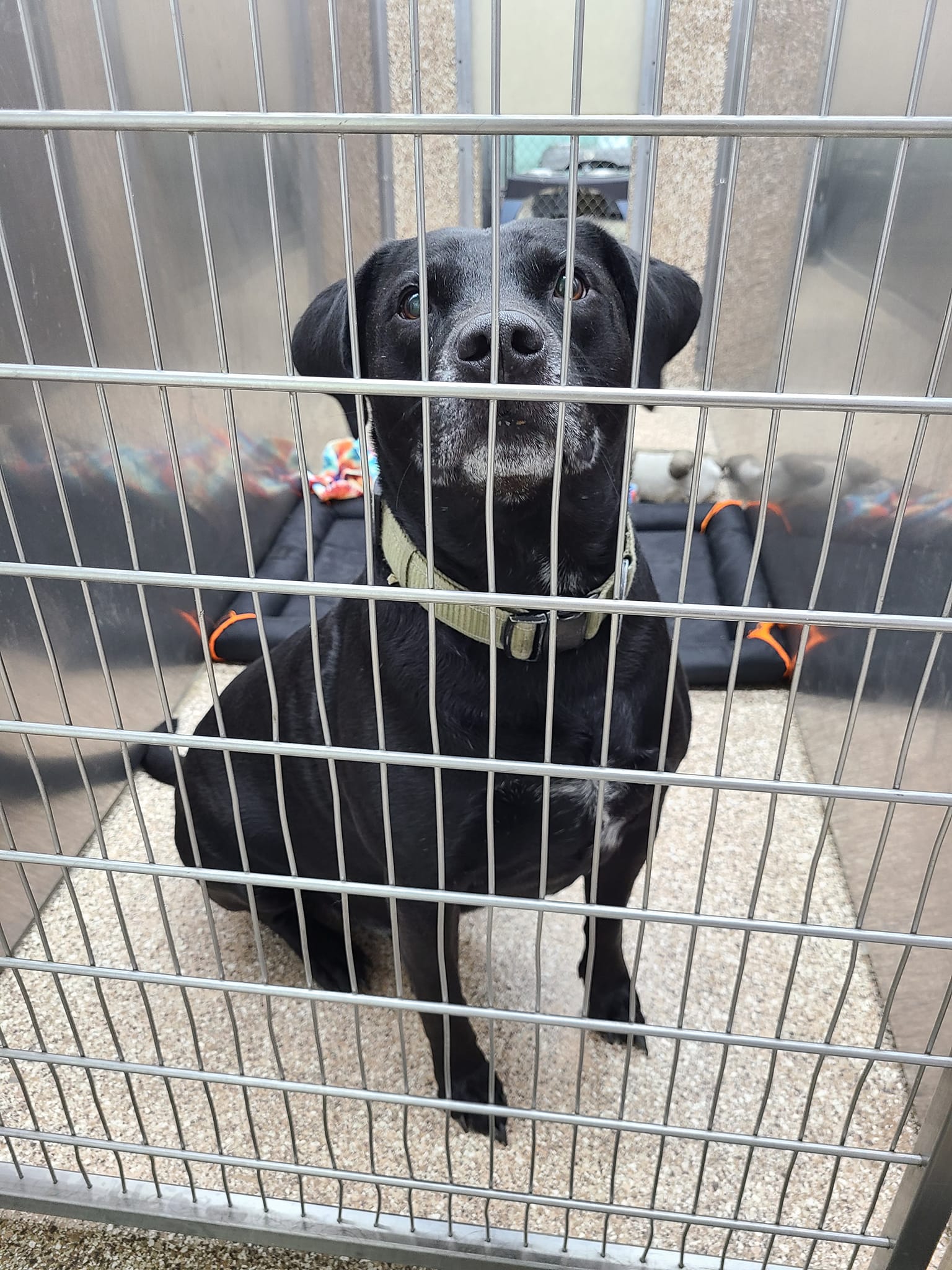 Dog for Adoption - King, a Black Labrador Retriever in Hagerstown, MD ...