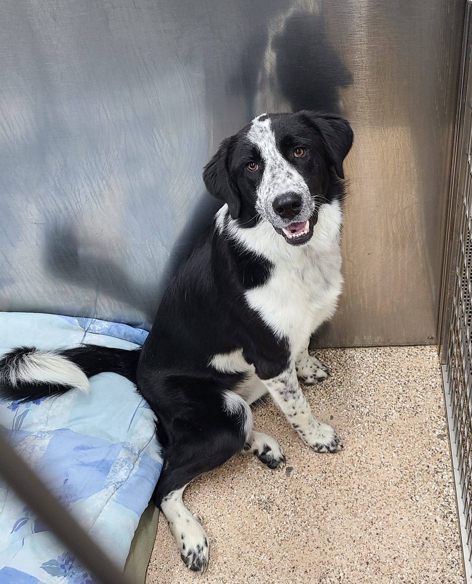 Dog for Adoption - Mariah, a Border Collie in Frederick County, VA ...