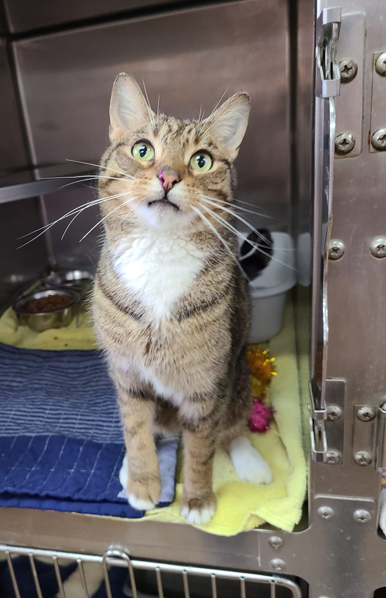 Cats for Adoption in Romney, West Virginia | Alpha Paw