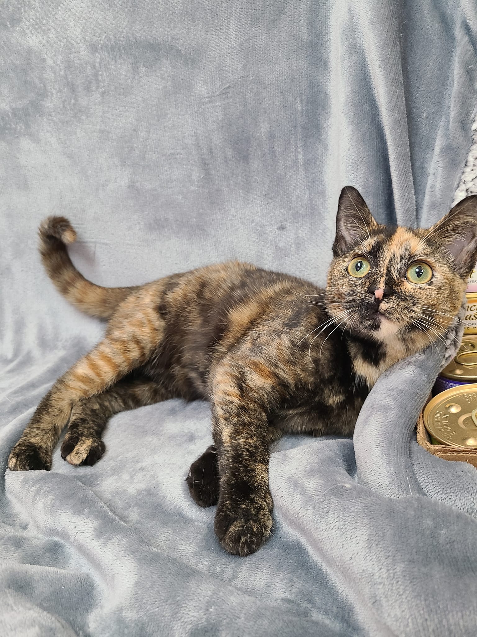 Cats for Adoption in Braddock Heights, Maryland | Alpha Paw