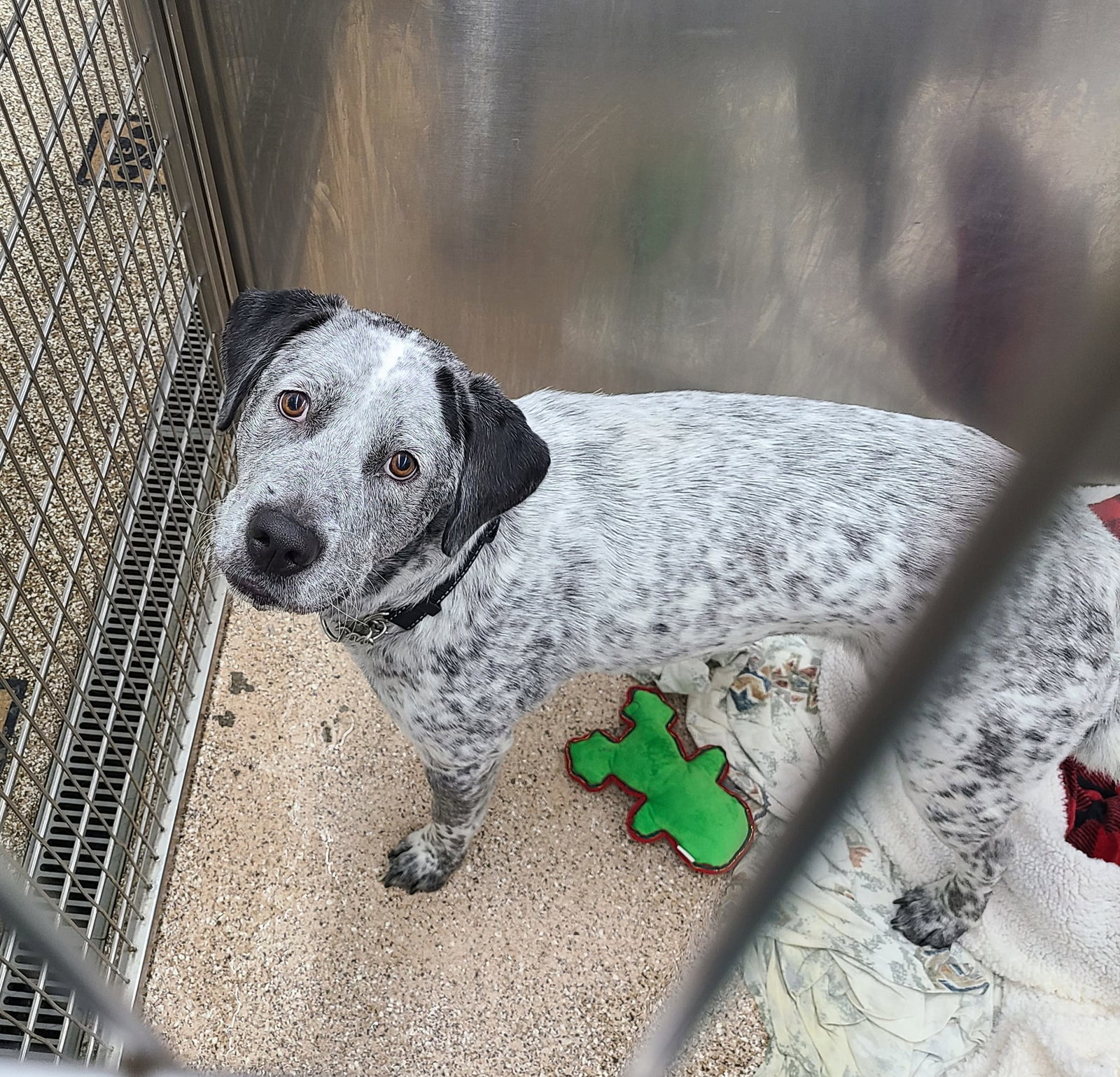 Dog for Adoption - Loretta Lynn, a Australian Cattle Dog/Blue Heeler in ...