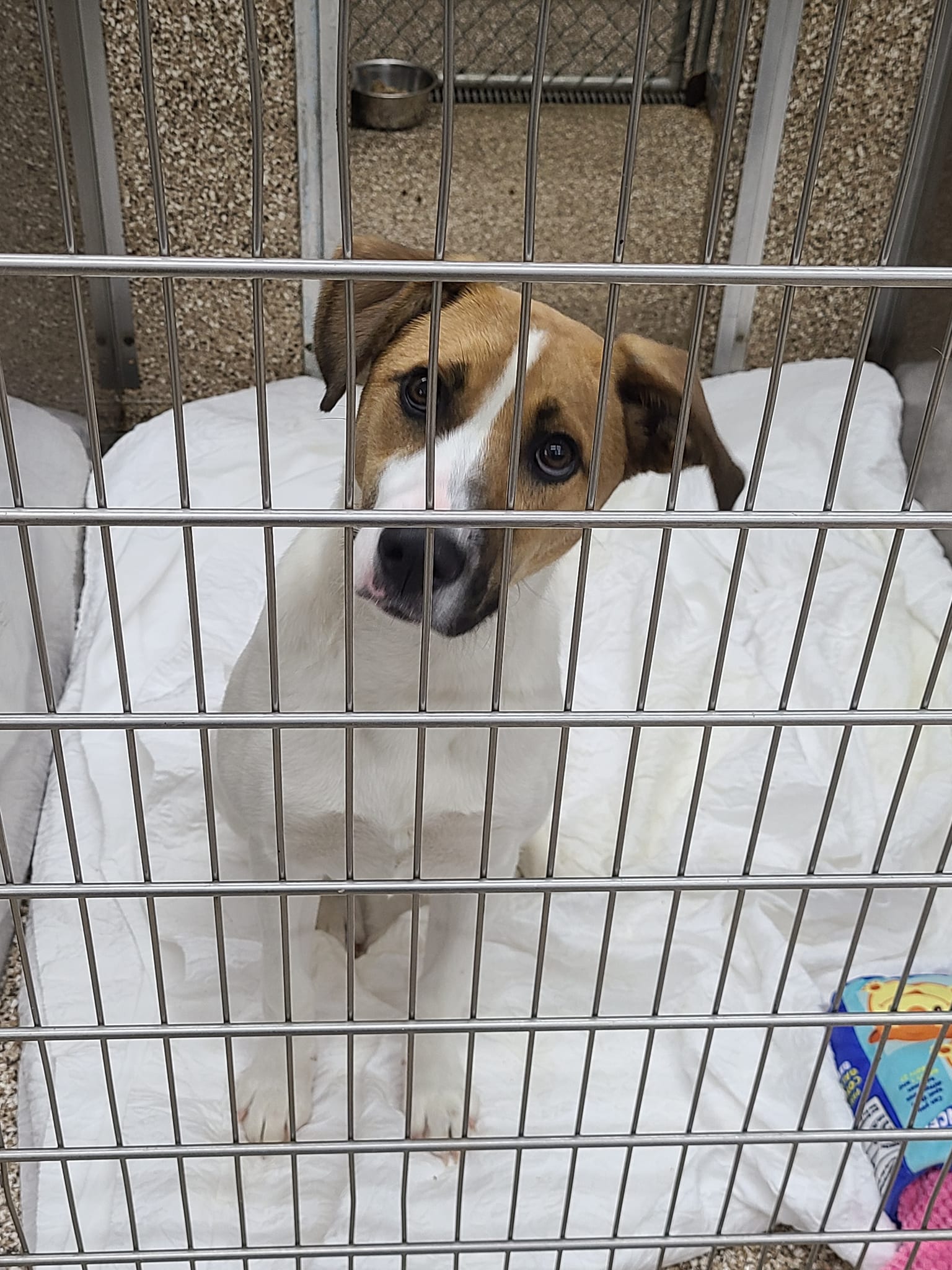 Dog for Adoption - Caramel, a Jack Russell Terrier in Middletown, VA ...