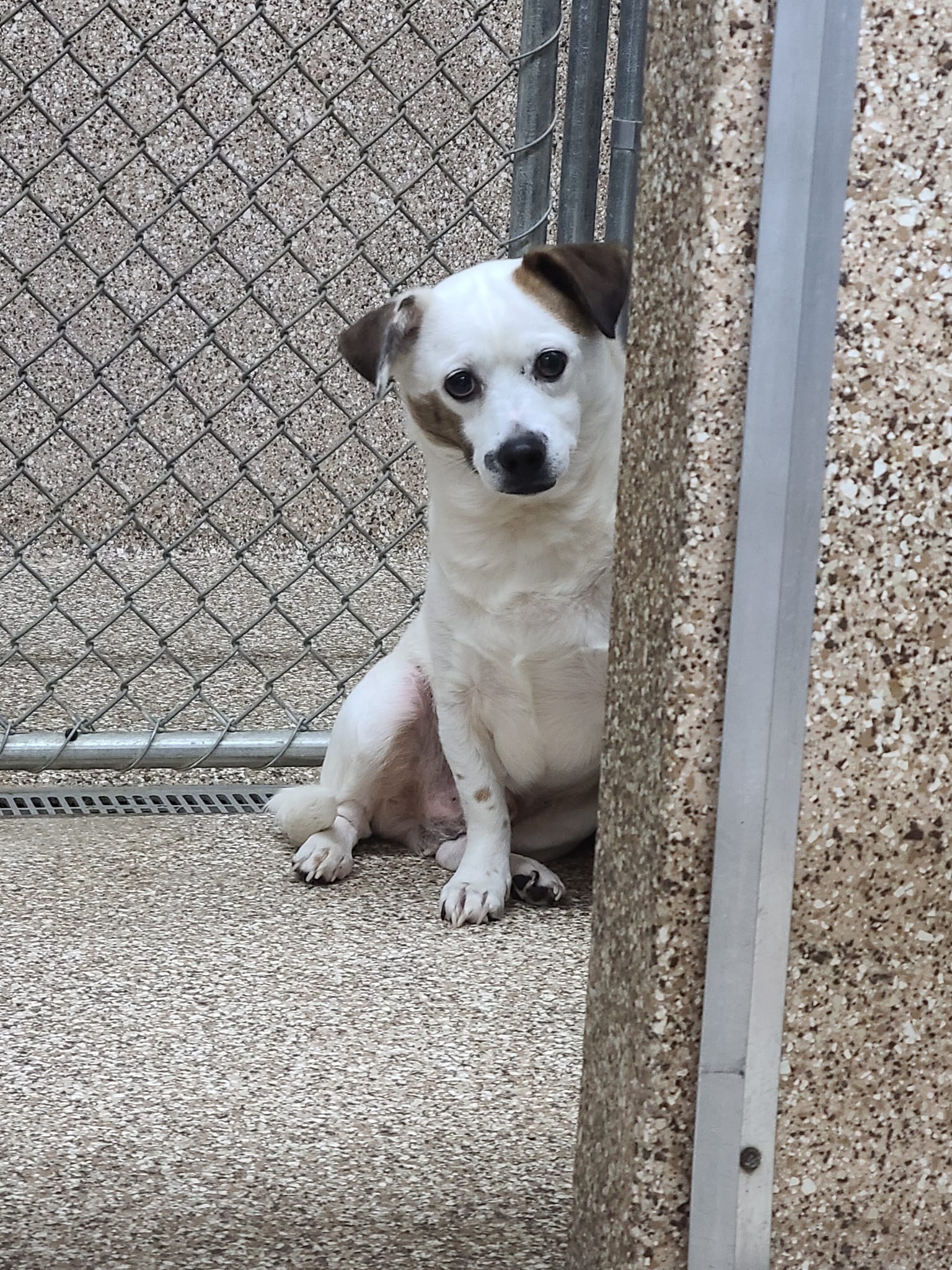 Dog for Adoption - Dobo, a Terrier in Romney, WV | Alpha Paw