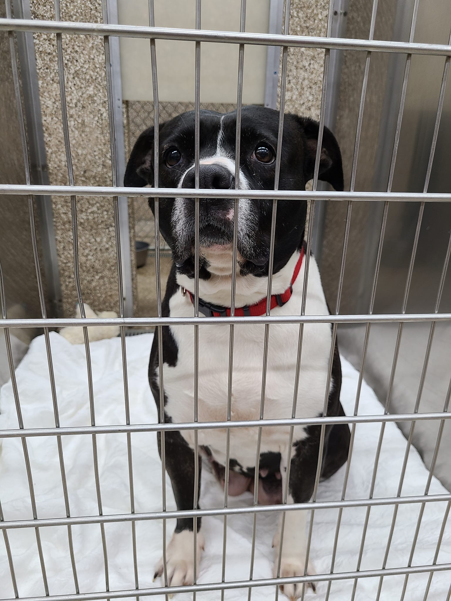 Dog for Adoption - Mama, a Black Labrador Retriever in Romney, WV ...