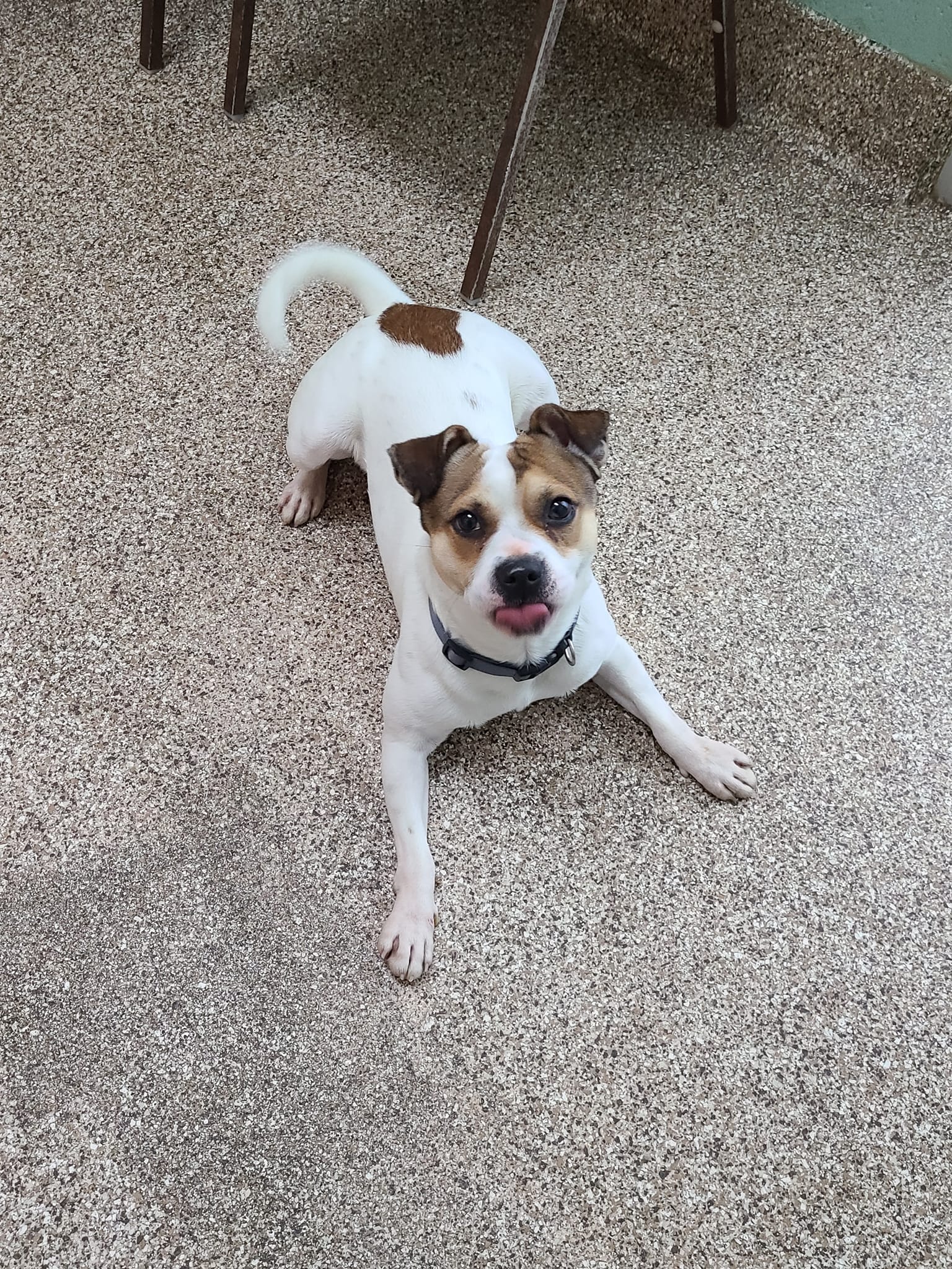 Dog for Adoption - Ritchie, a Jack Russell Terrier in Great Falls, VA ...