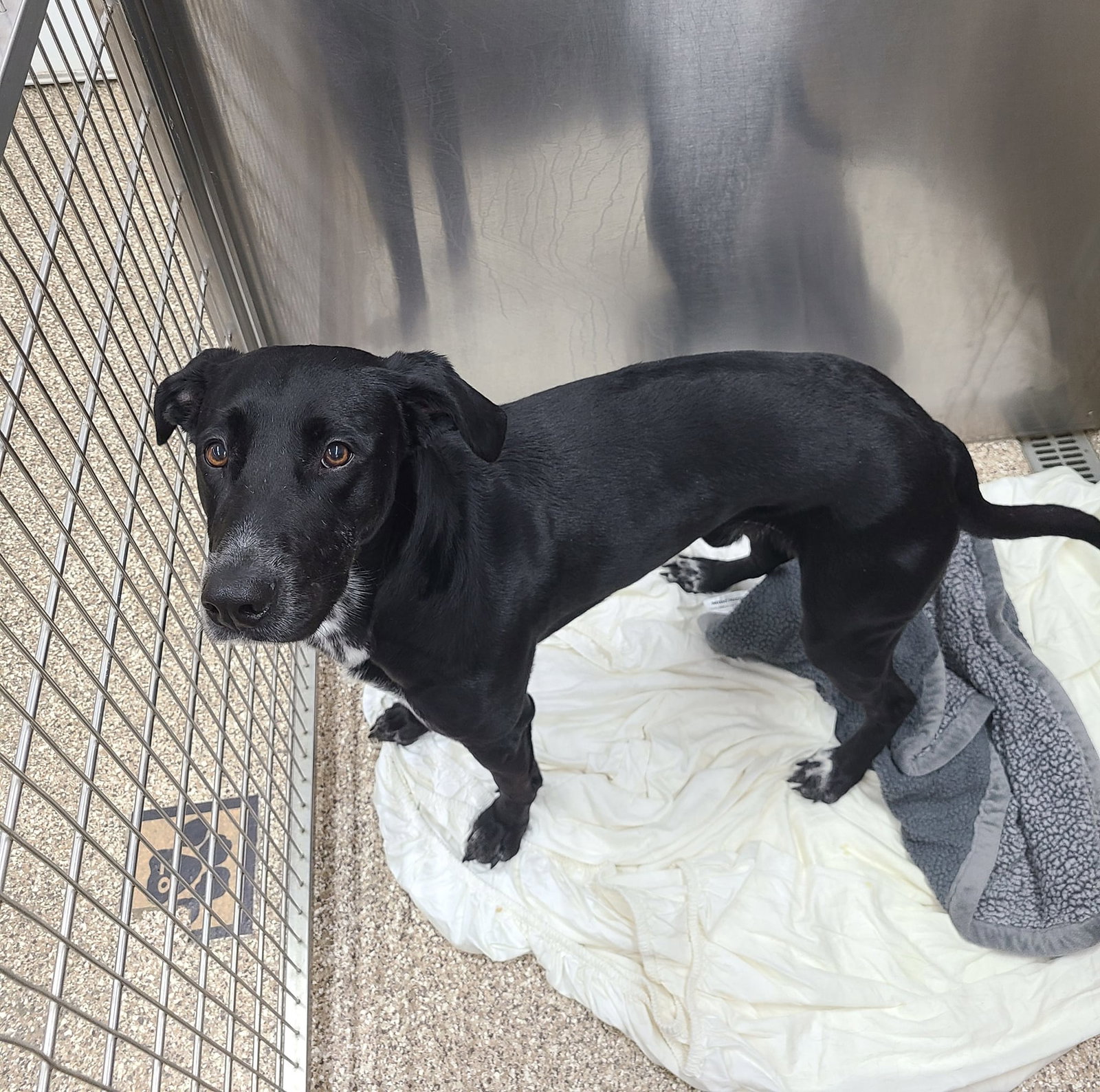 Dog for Adoption - Diesel, a Black Labrador Retriever in Derwood, MD ...