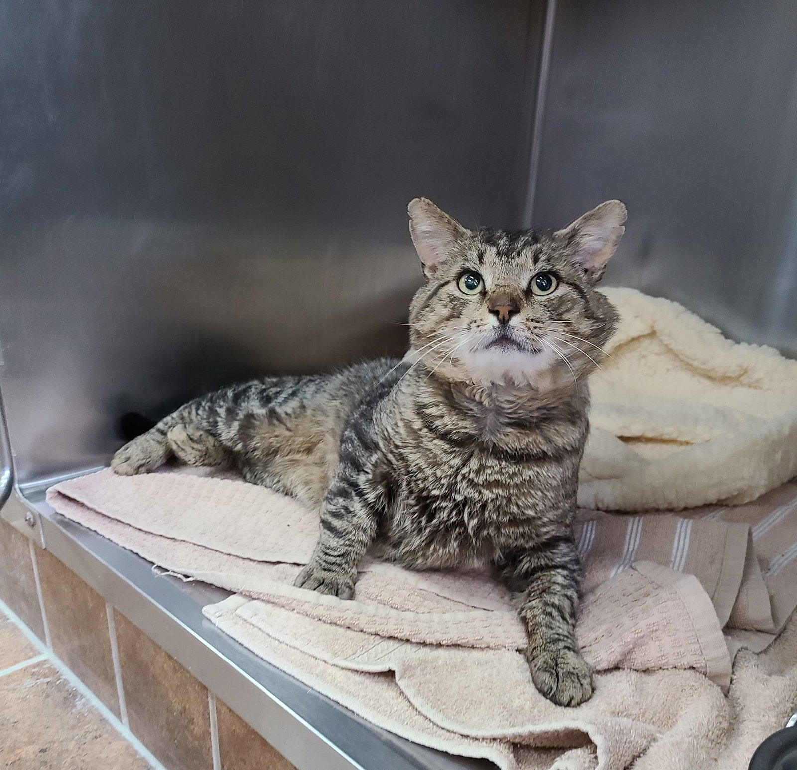 Cats for Adoption in Berkeley County, West Virginia | Alpha Paw