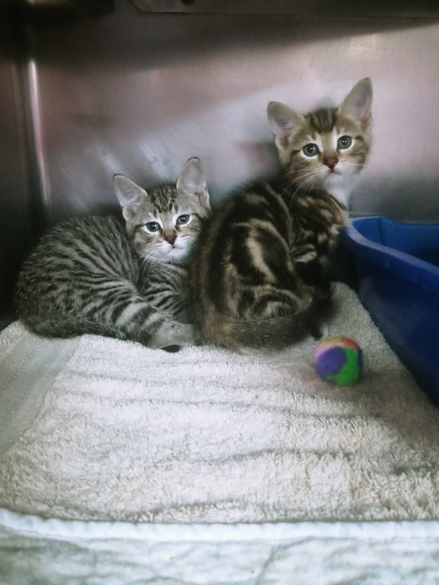 Cats for Adoption in Winchester, Virginia | Alpha Paw