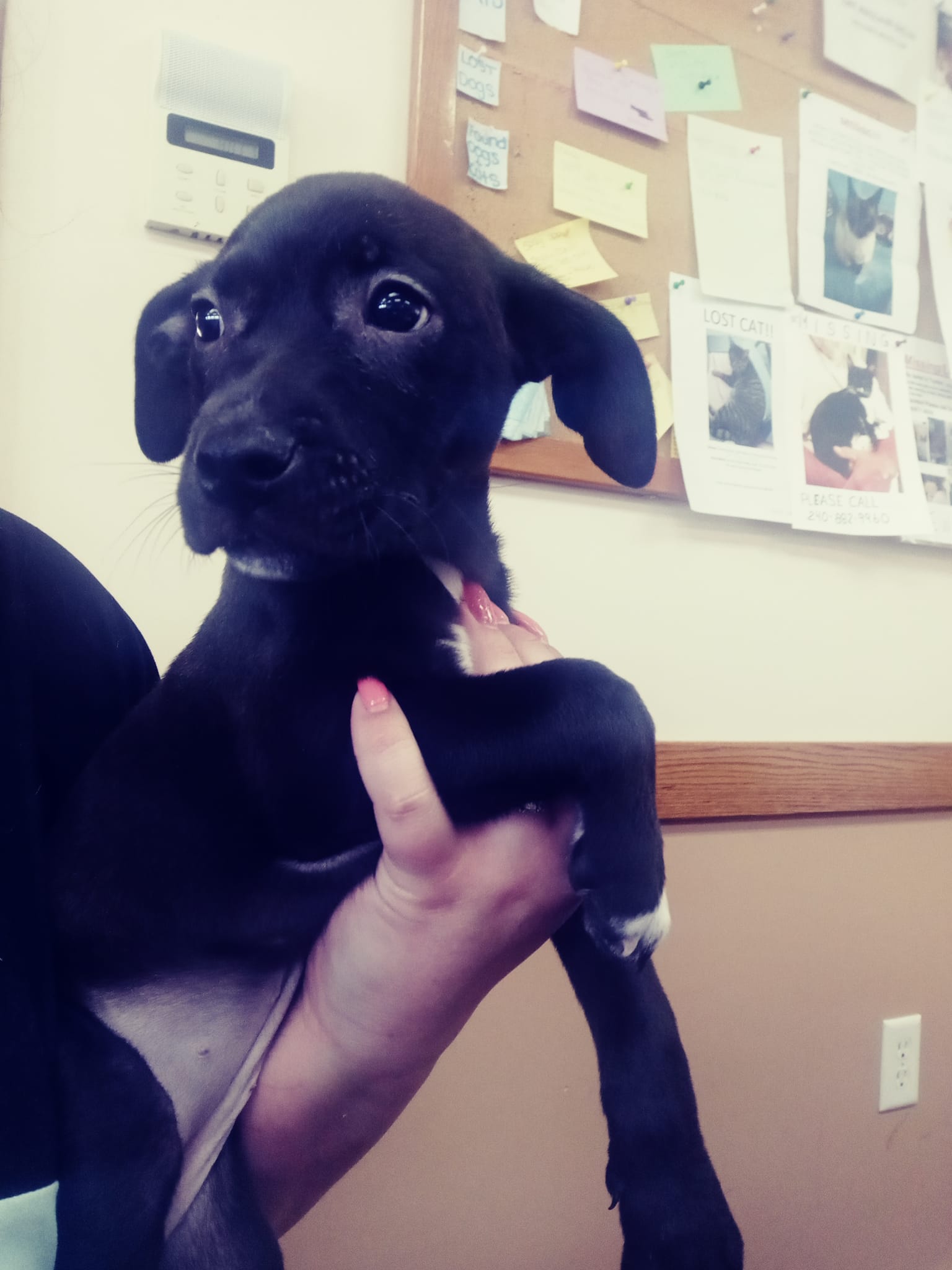 Dog for Adoption - Bailey and Bella, a Labrador Retriever in Berkeley Springs, WV | Alpha Paw