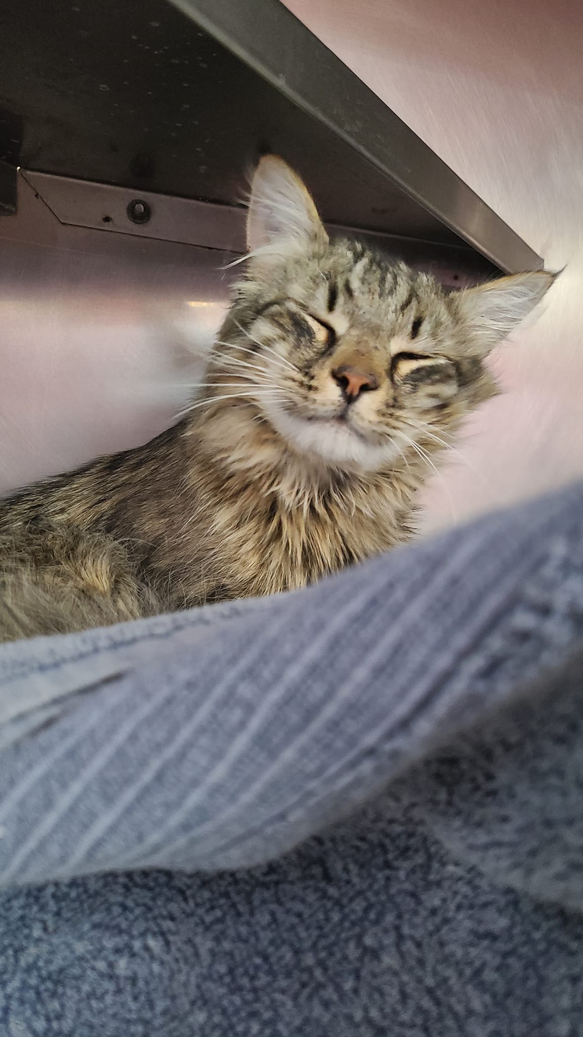 Cats for Adoption in Frederick, Maryland | Alpha Paw