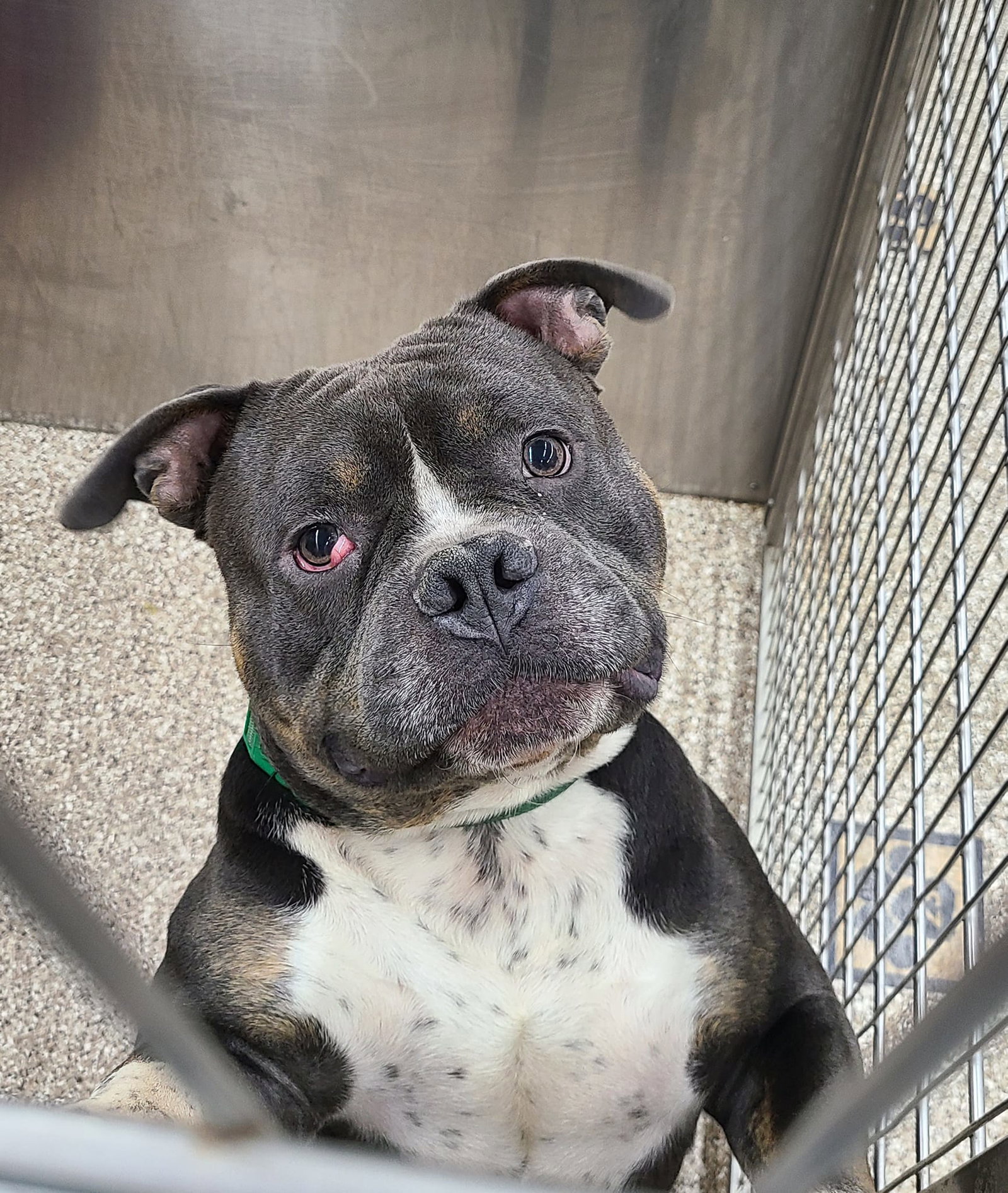 Dog for Adoption - Trey, a Staffordshire Bull Terrier in Hagerstown, MD ...