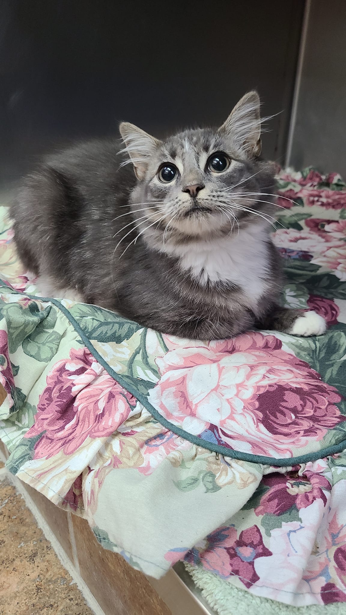 Cats for Adoption in Rockville, Maryland | Alpha Paw